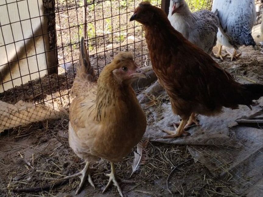 Куры и петушки