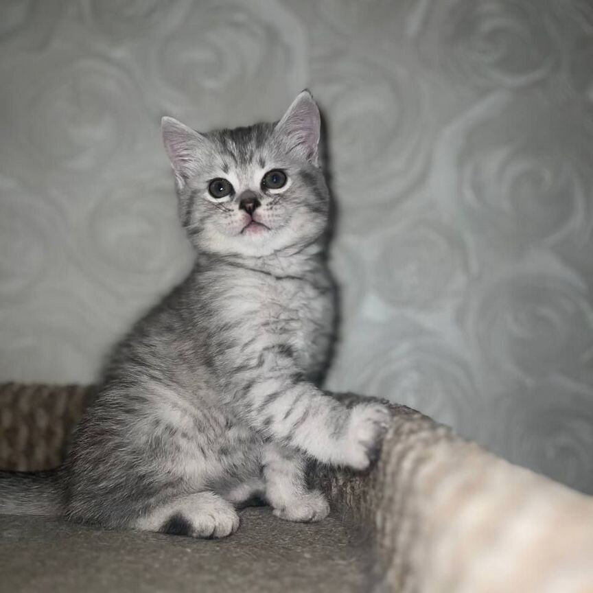 Котята от породистой кошки 1.5 месяца