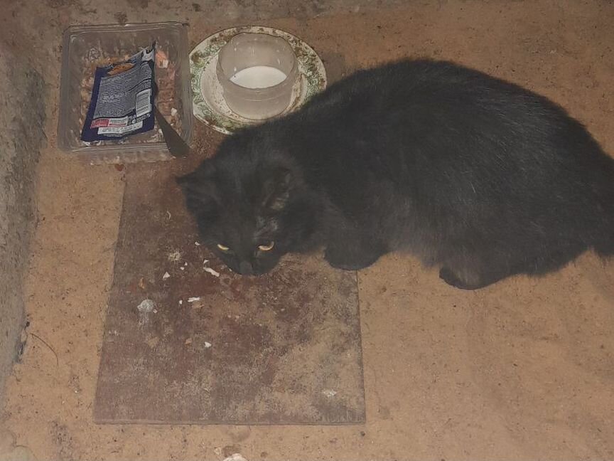 Домашняя кошечка прибилась к подъезду