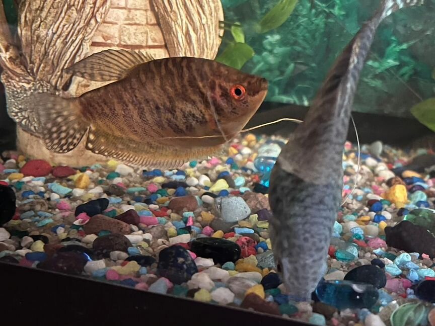 Гурами золотой Самец