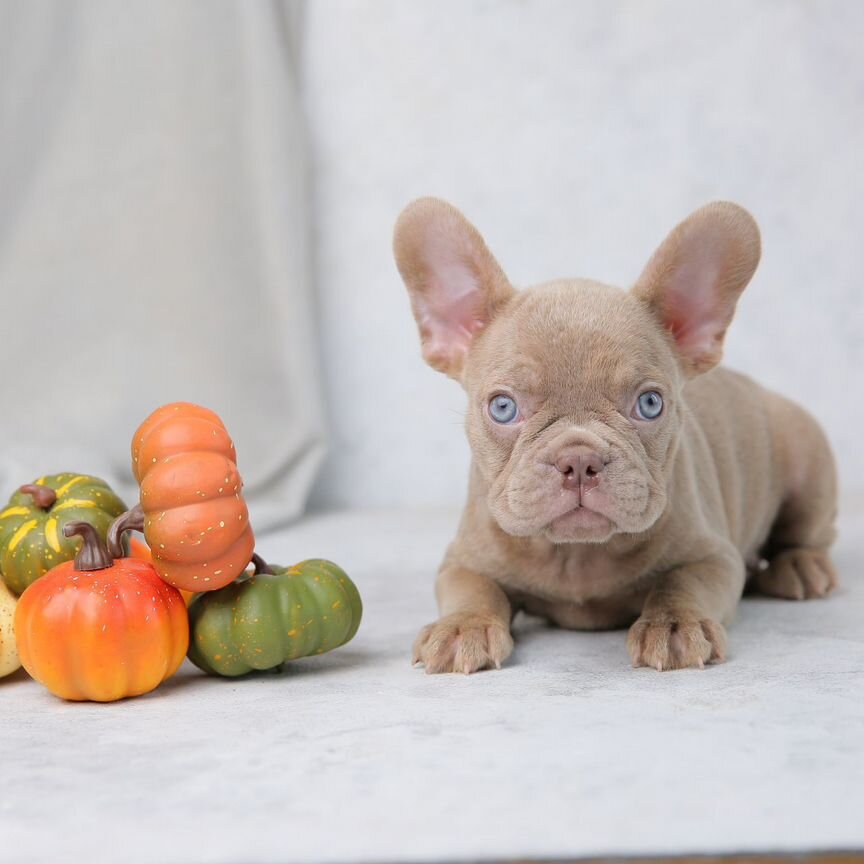 Девочки Изабелла и нью Шейд