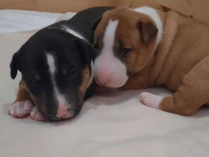 Миниатюрный бультерьер щенки