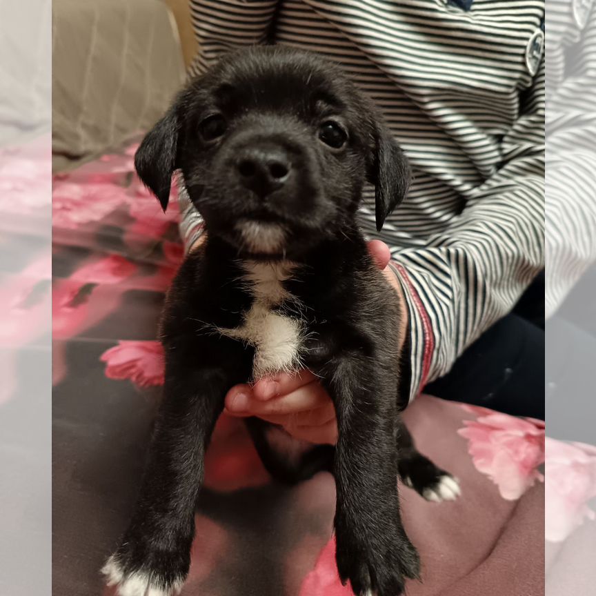 Русский той-терьер, щенок