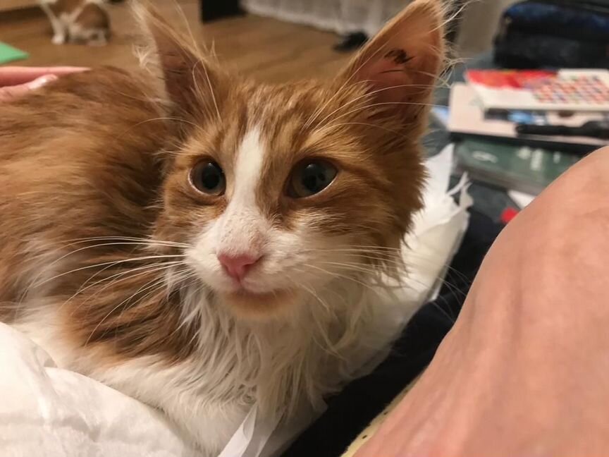 Котëнок девочка срочно ищет хозяина