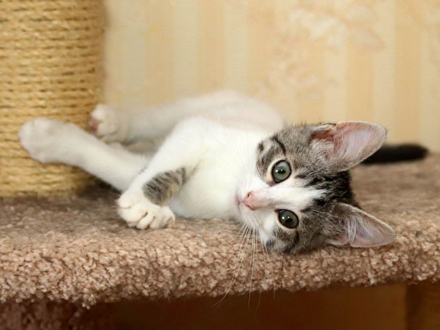 Котёнок Смоки, маленький ласковый бадашка