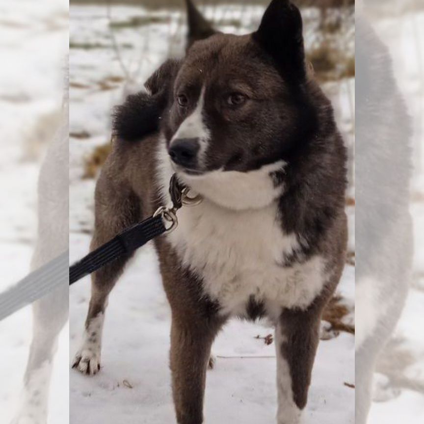 Русско европейская лайка