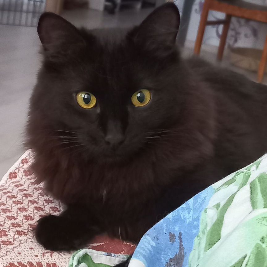 Чёрный котенок ищет дом