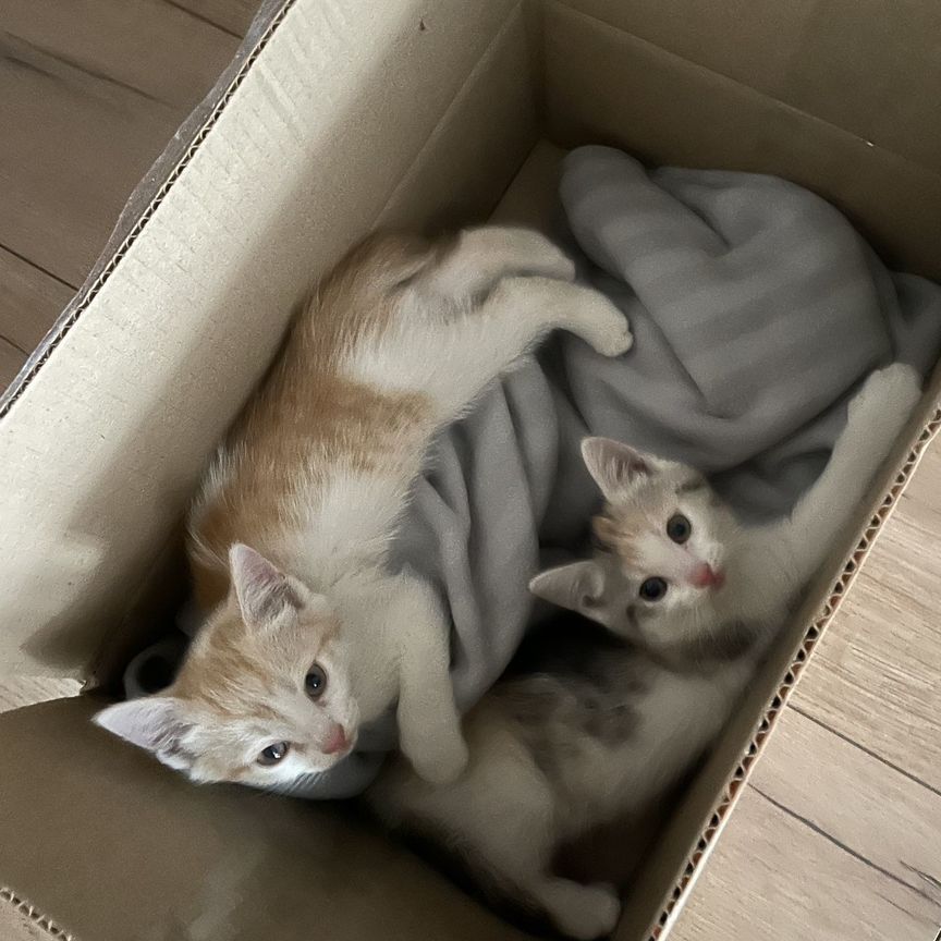 Котята в добрые руки
