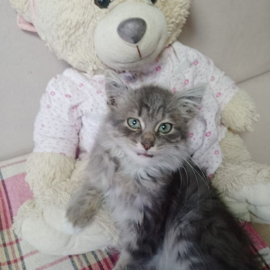 Которебенок в добрые руки