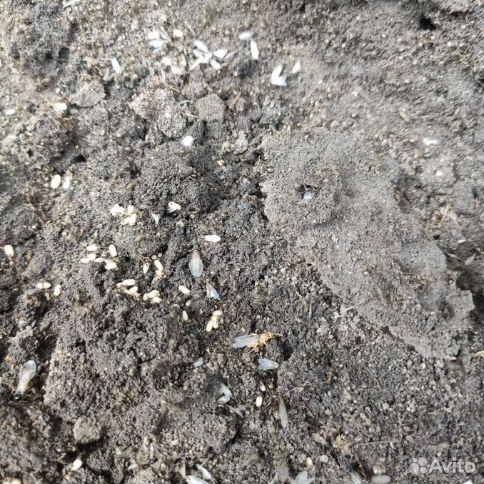 Матка + самец lasius niger