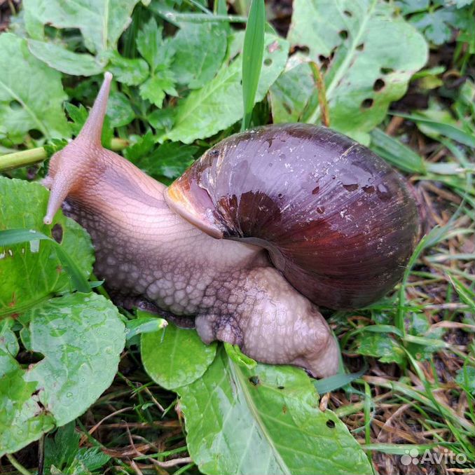 Улитки Ахатины, 4шт, бесплатно