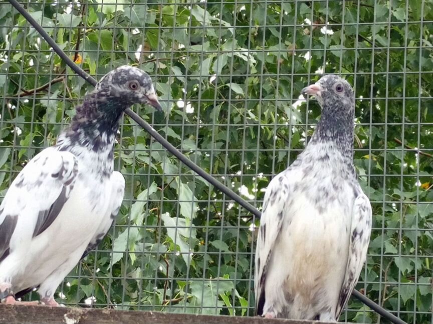 Голуби пакистанские тедди