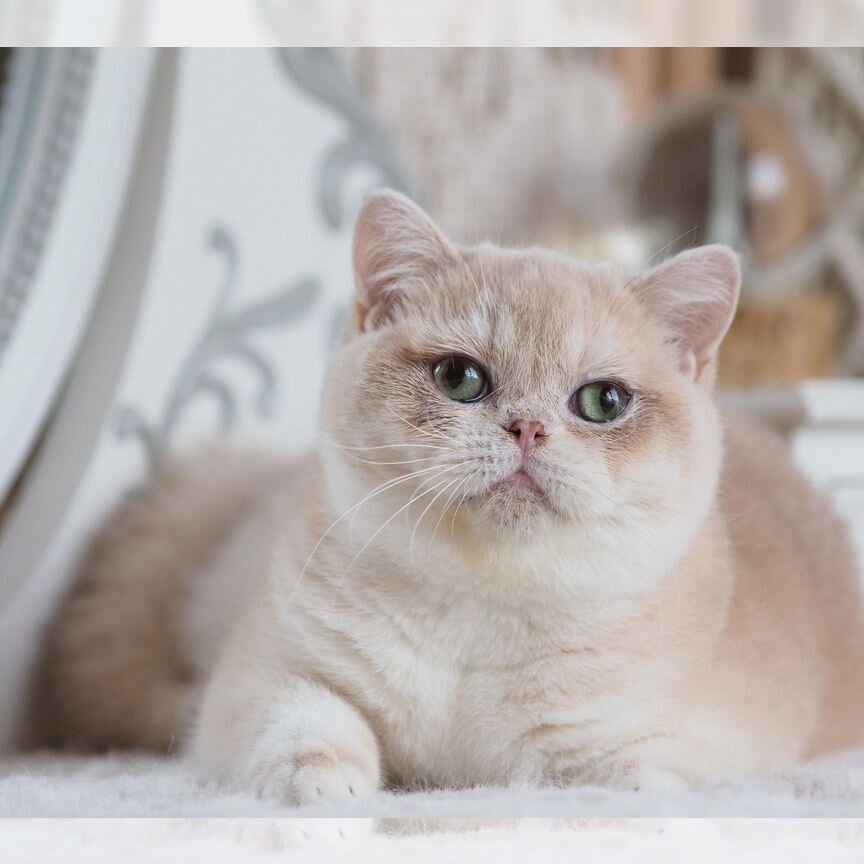 Британский короткошёрстный котёнок