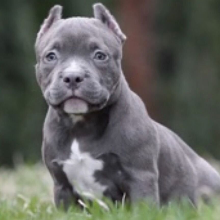 Американский булли, щенок