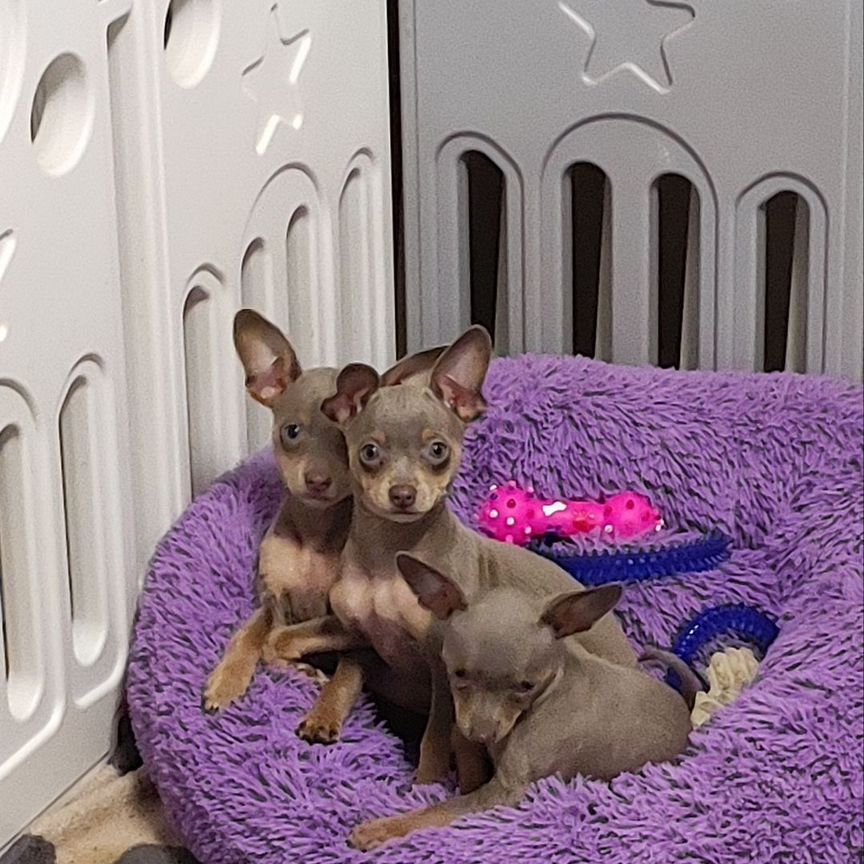 Малышня той терьеров