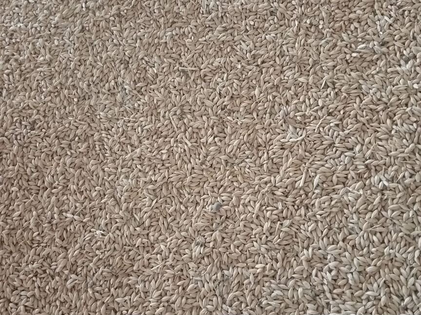 Зерно ячмень