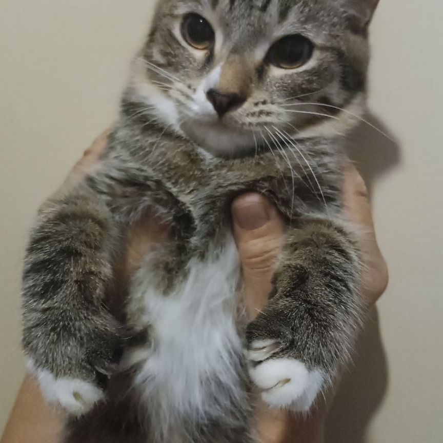 Кошечка Люсия 5 месяцев