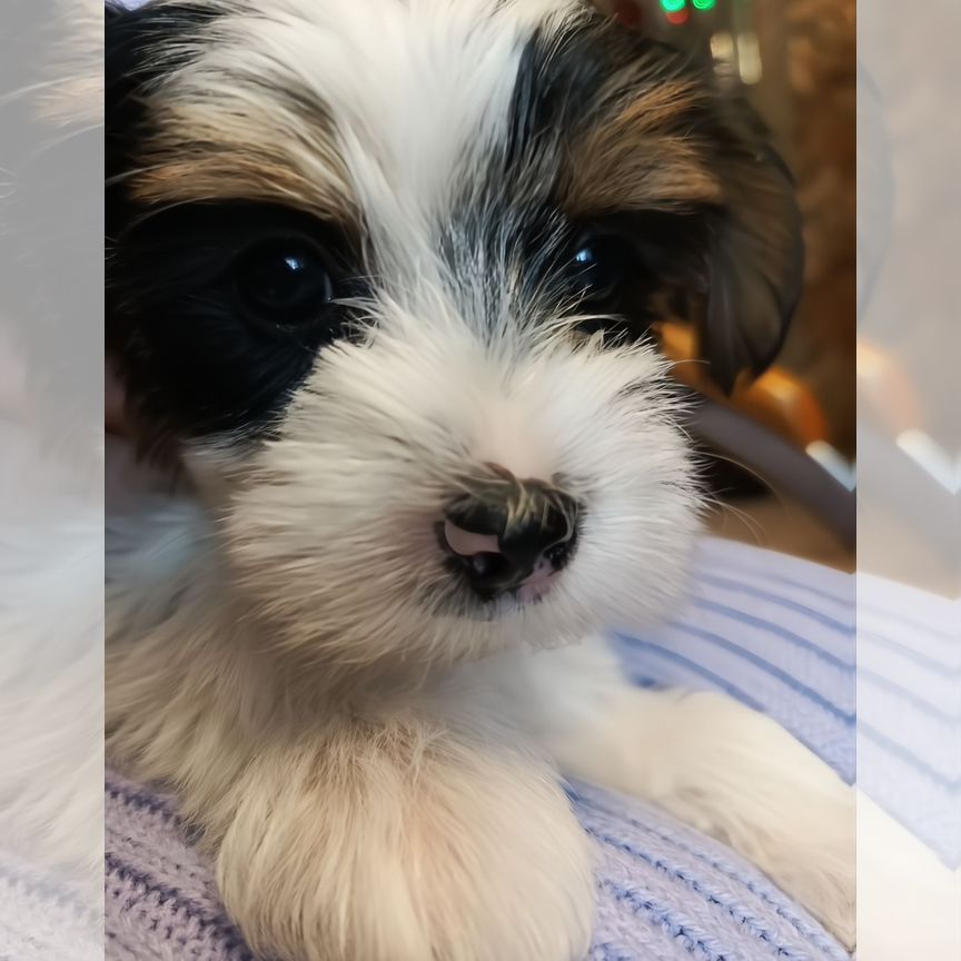 Бивер-йоркширский терьер, щенок