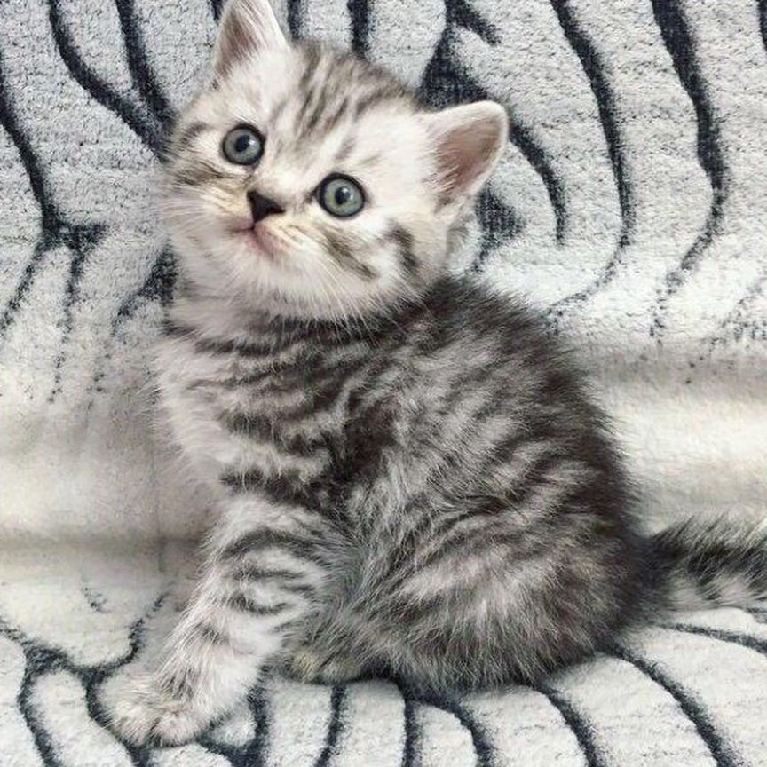 Шотландский прямоухий короткошёрстный котёнок