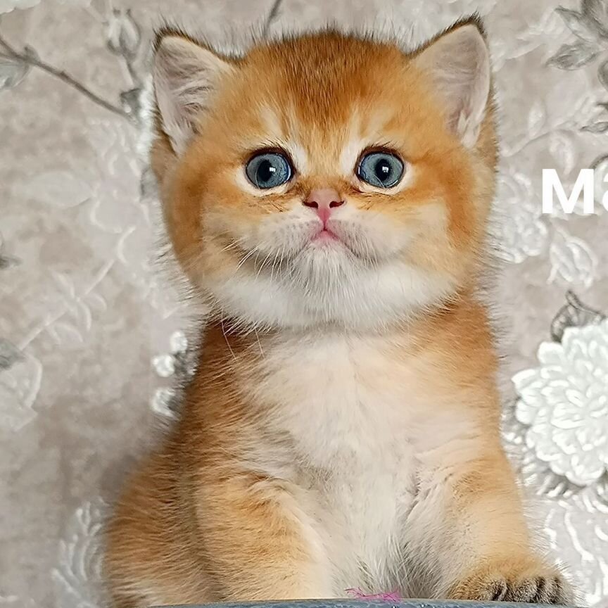 Шотландский прямоухий короткошёрстный котёнок