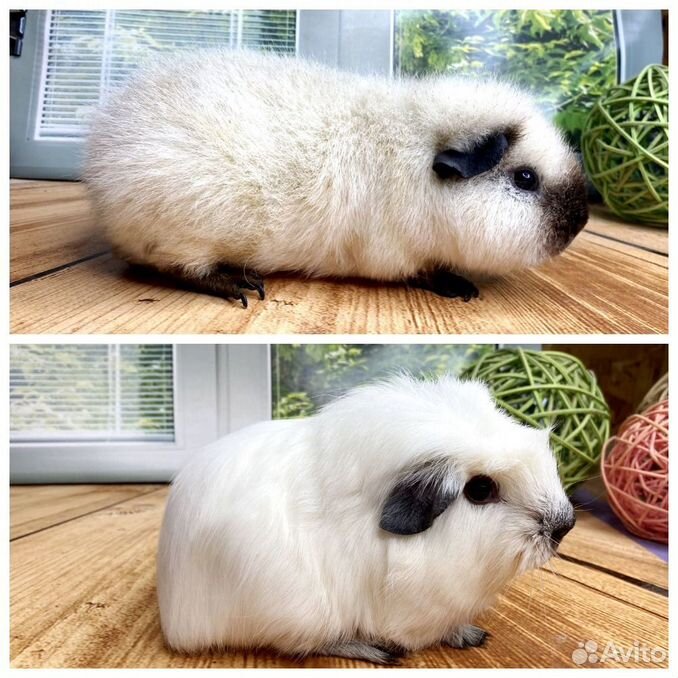 Морские свинки Разных пород(мальчики)