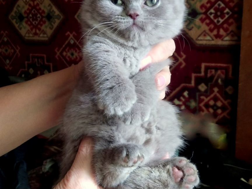 Котята