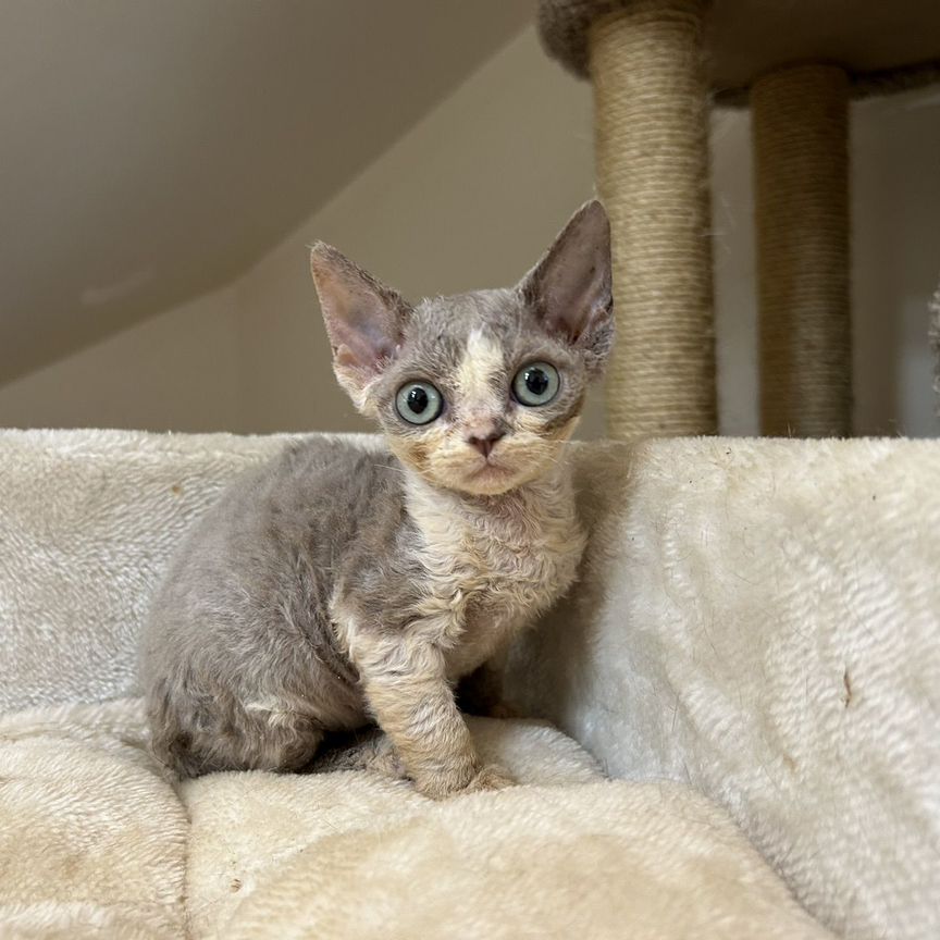 Девон рекс кошечка Кнопочка
