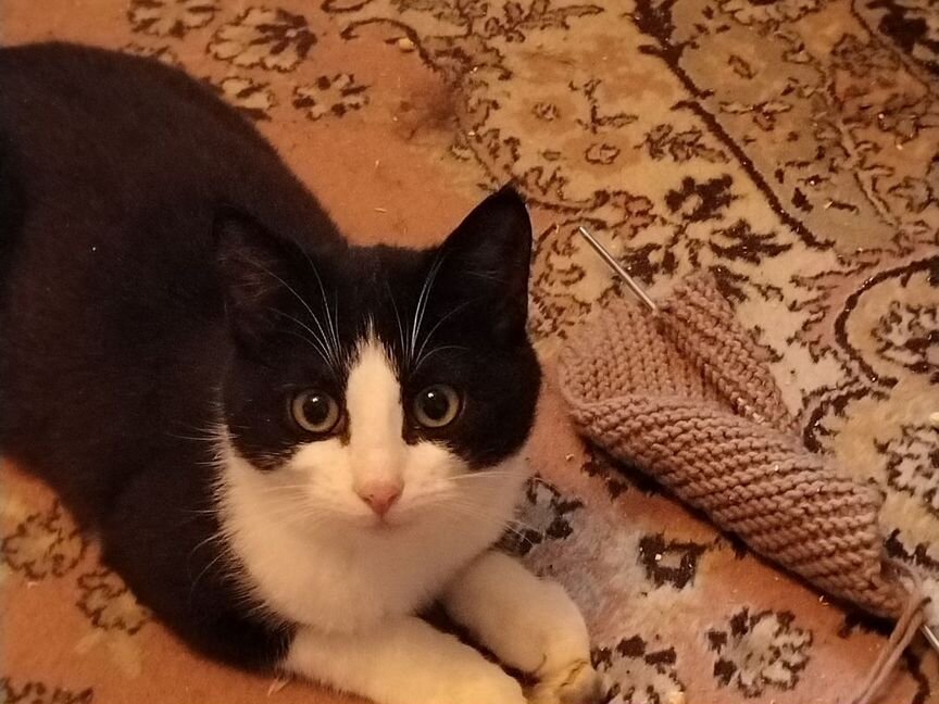 Черный котик