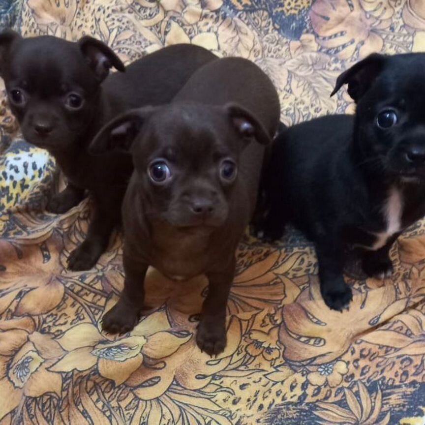 Щенки чихуахуа