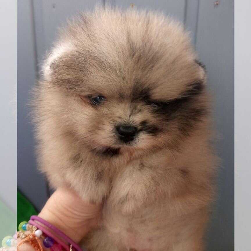 Померанский шпиц, щенок