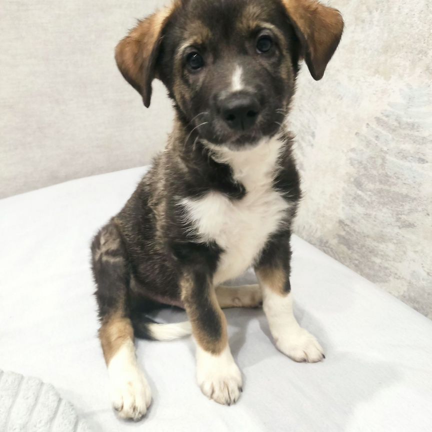 Мальчик 2,5 м, не дикий, найден на мусорке