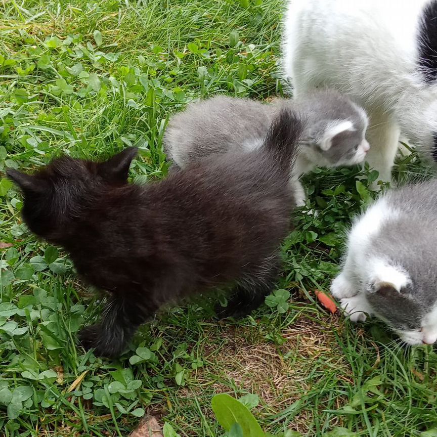 Котята в добрые руки