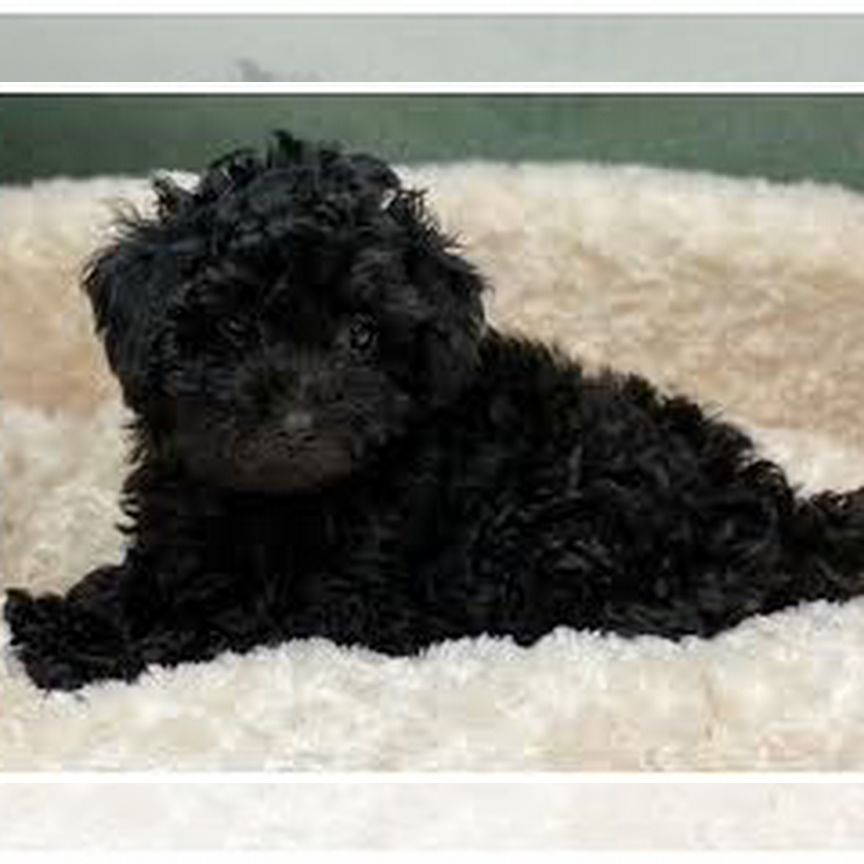 Той-пудель, щенок