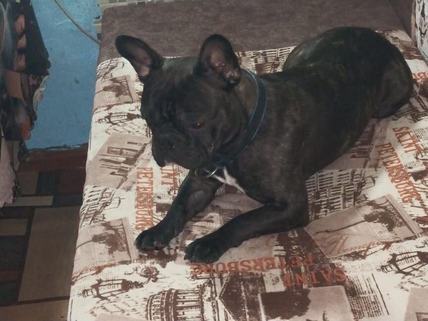 Французский бульдог Вязка