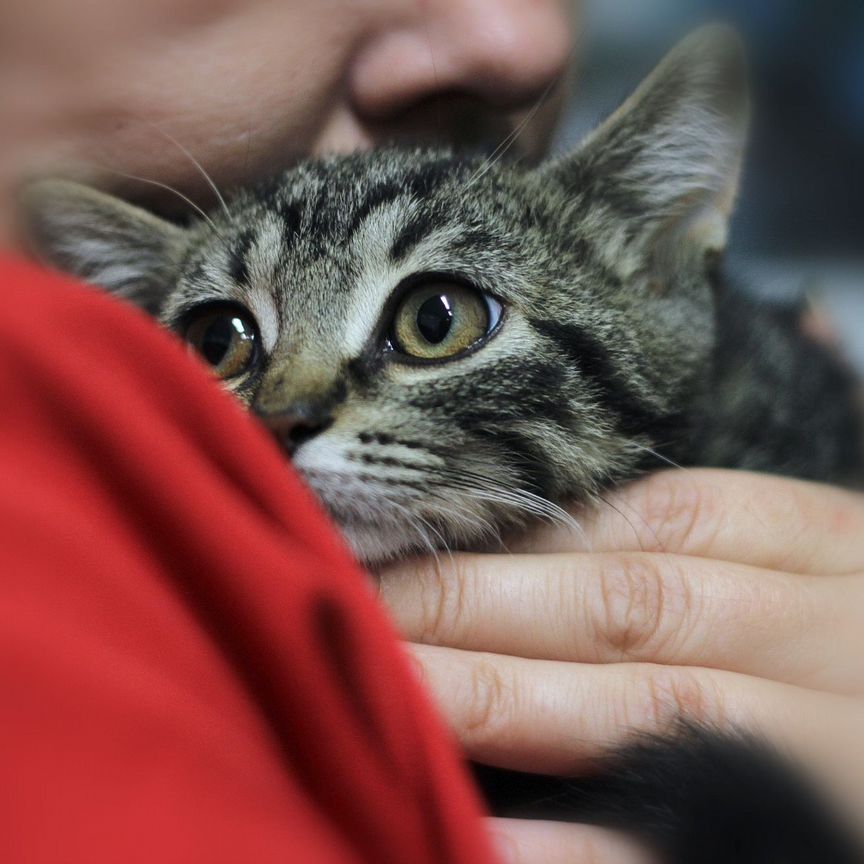 Котенок девочка Виви