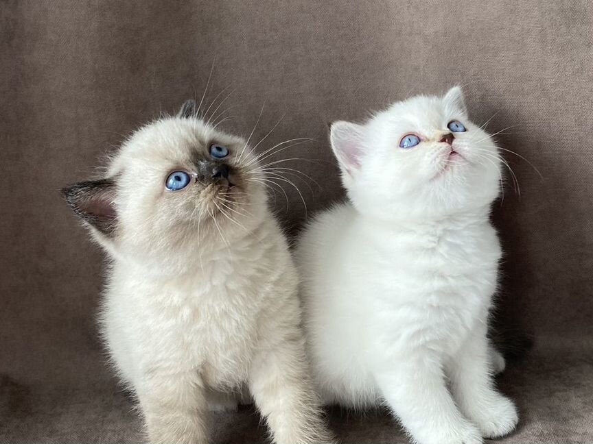 Котята британцы