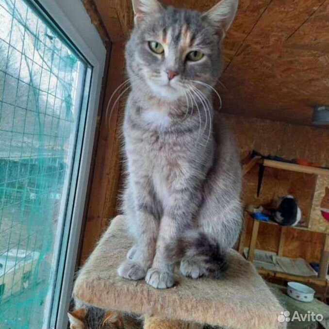 Кошечка из приюта тоскует и ждёт своих хозяев
