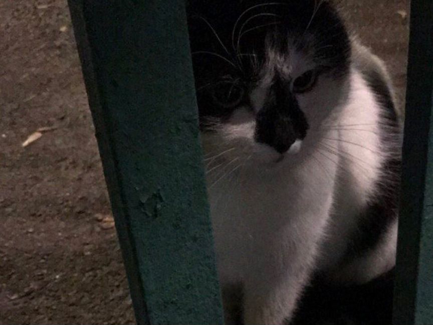 Домашний котик на улице