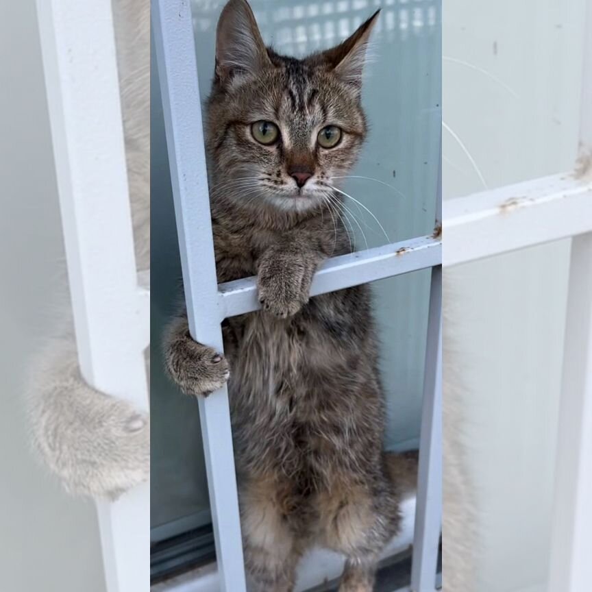 Кошечка в добрые руки