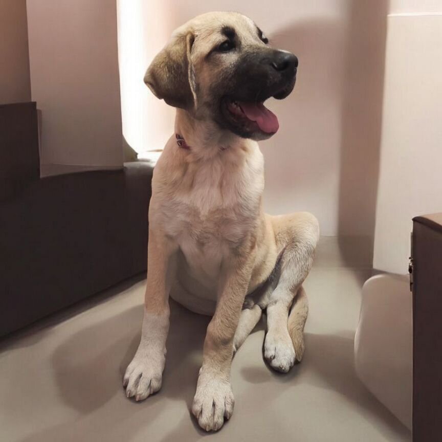 Кангал/Анатолийская овчарка (щенок)