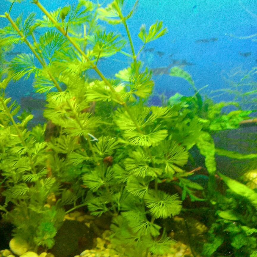 Аквариумное растение