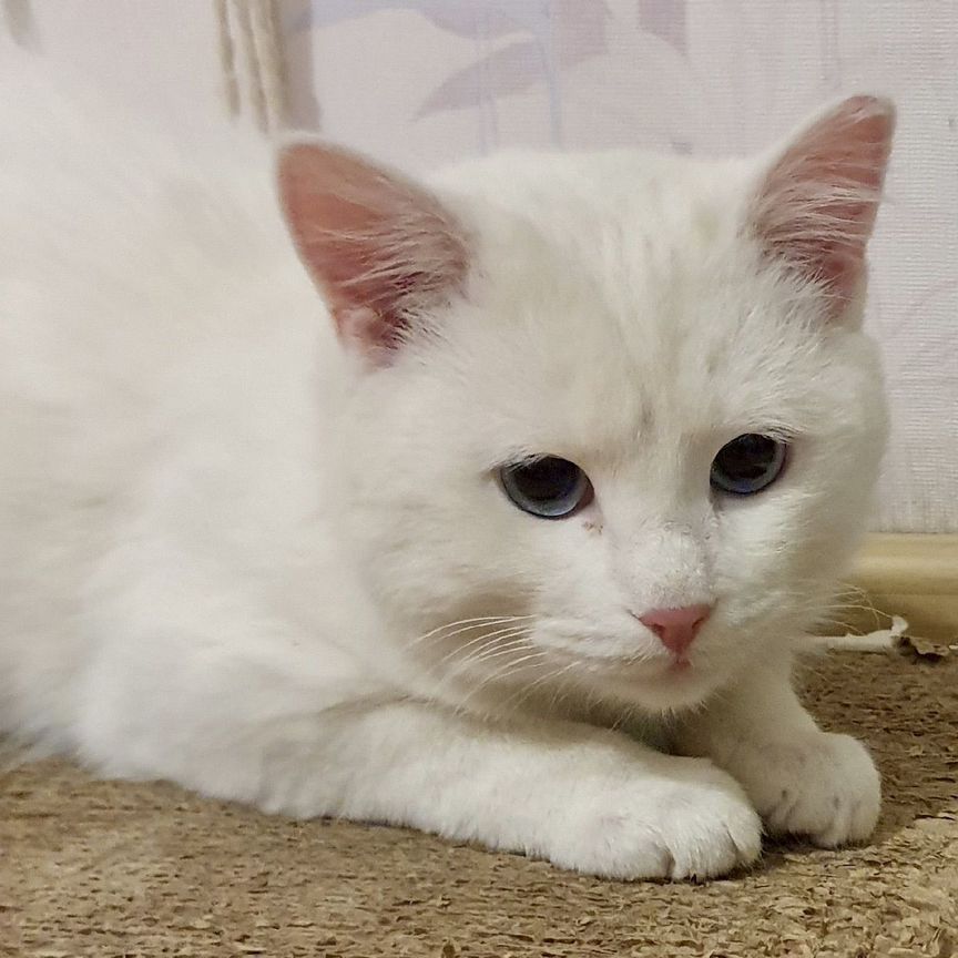 Голубоглазый блондин