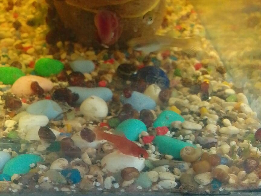 Подростки красный меченосцы