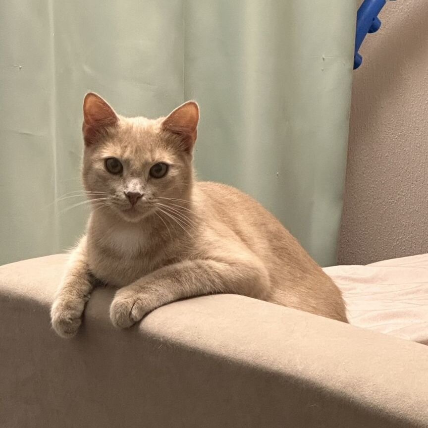 Взрослый кот в добрые руки