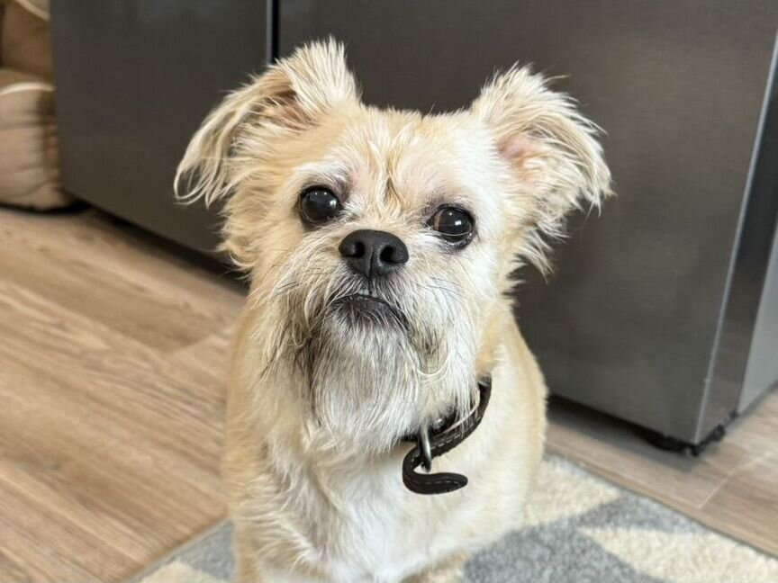 Брюссельский гриффон помесь