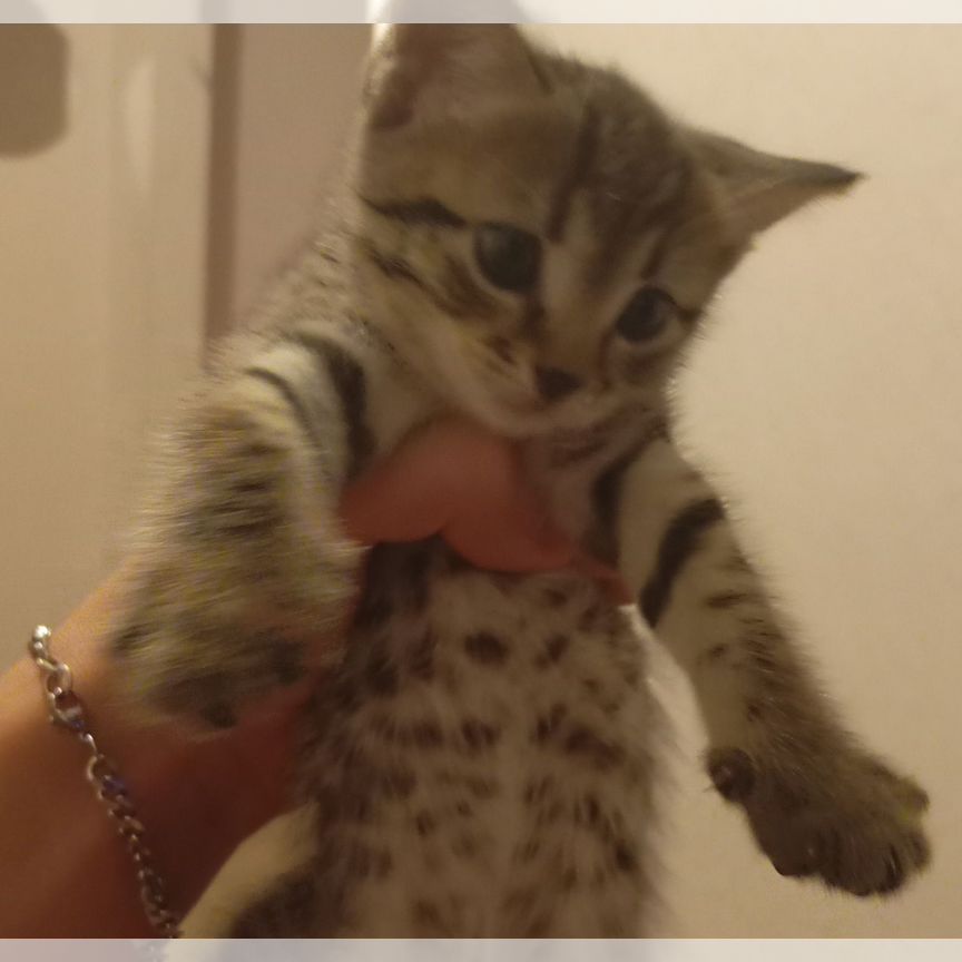 Котенок