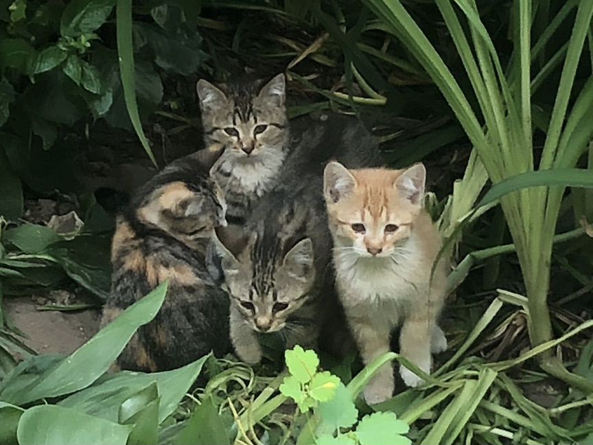 Котята в добрые руки