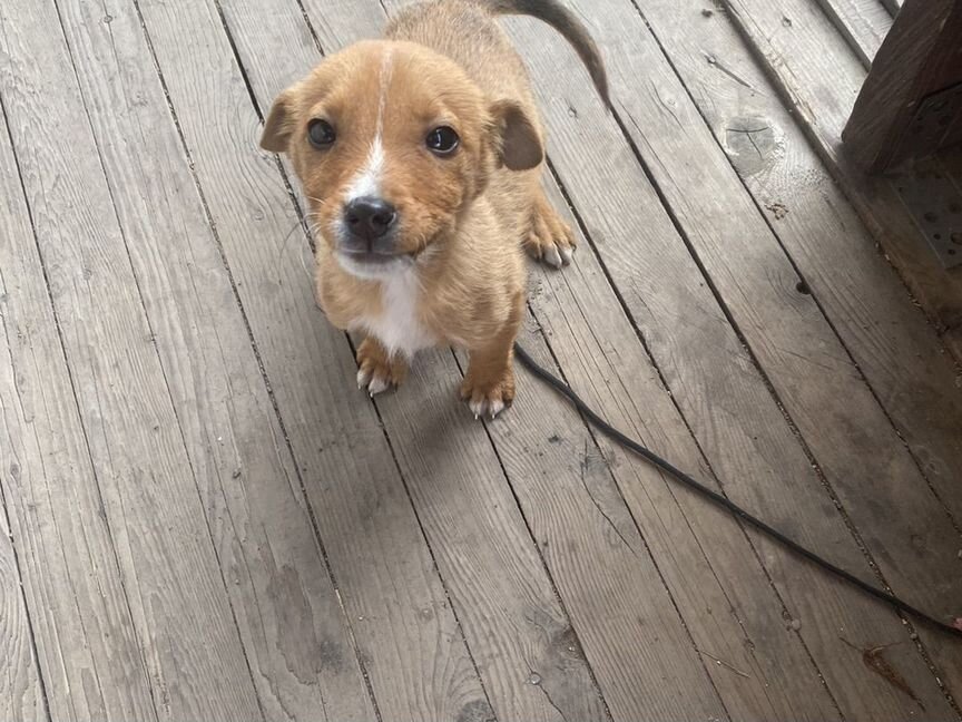 Помогите пристроить щенка