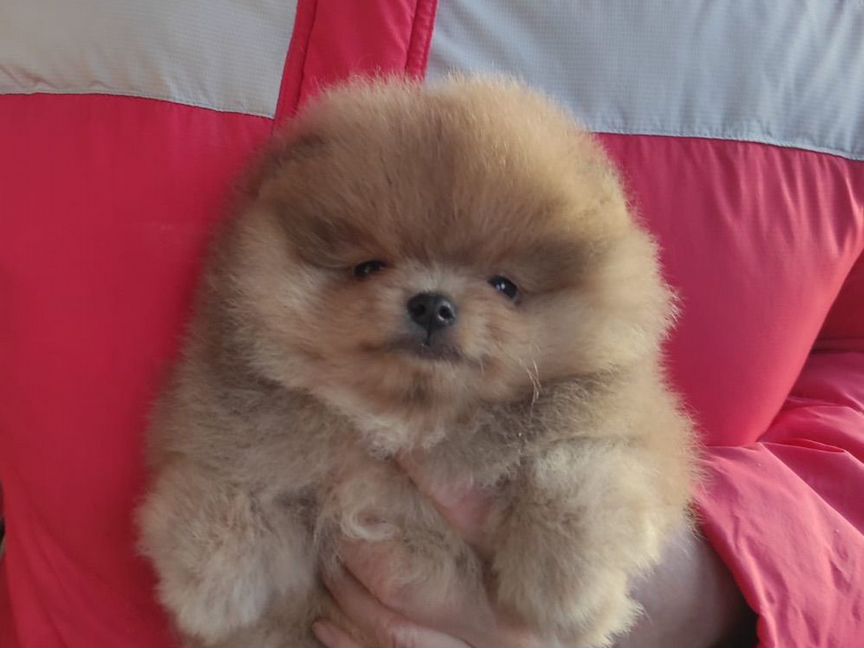 Цветные померанские девочки с документами