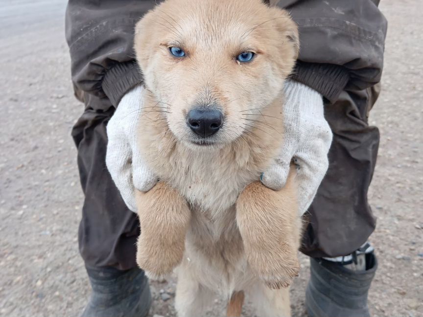 Щенки, отдаю в добрые руки